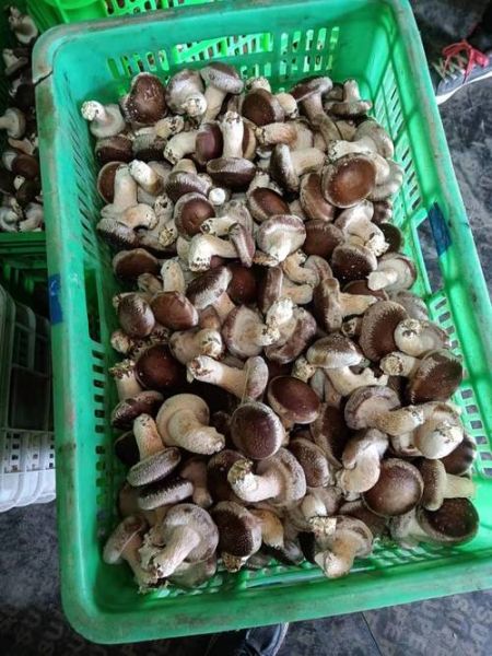 新鲜香菇多少钱一斤_新鲜香菇价格为什么波动大-第2张图片-山城妙识