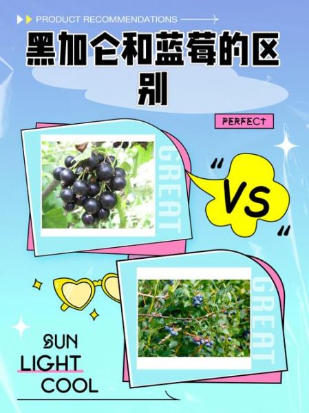 黑加仑和蓝莓的区别_哪个营养价值更高-第1张图片-山城妙识