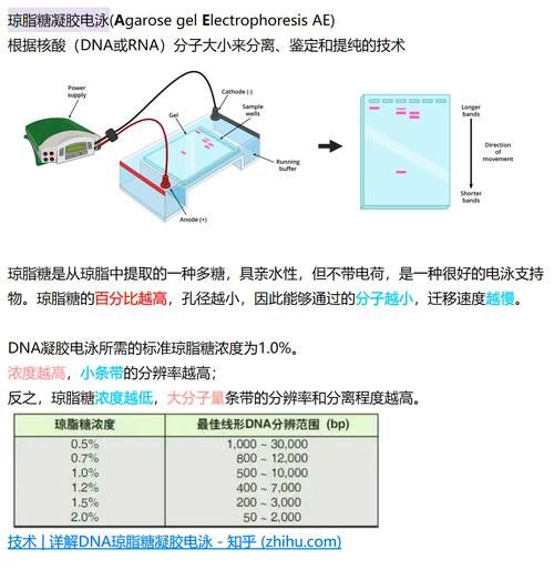 琼脂和琼脂糖的区别_琼脂糖是不是琼脂-第2张图片-山城妙识