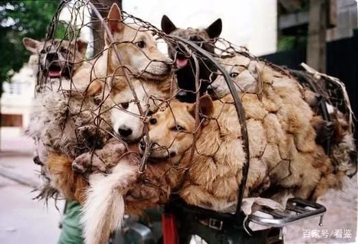 狗肉节为什么被抵制_玉林狗肉节争议焦点-第3张图片-山城妙识