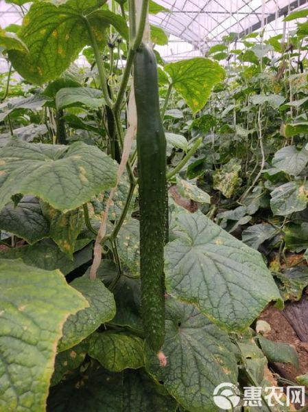 刺瓜图片长什么样_刺瓜和黄瓜的区别-第3张图片-山城妙识