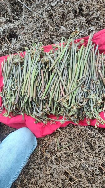 腌蕨菜怎么做好吃_腌蕨菜的做法大全-第1张图片-山城妙识