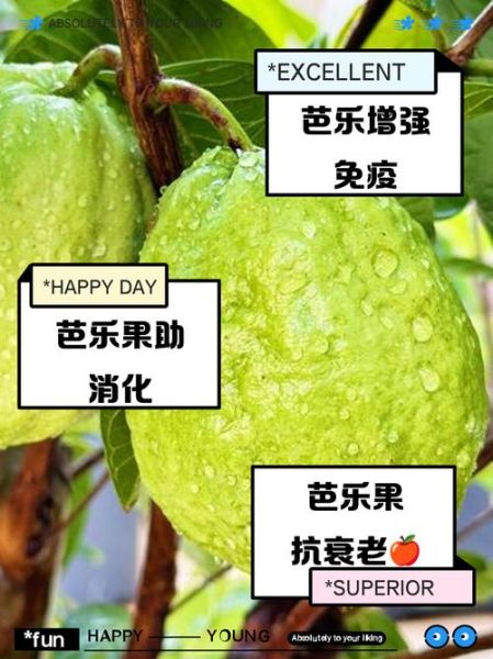 芭乐果的功效与作用_芭乐果怎么吃最好-第3张图片-山城妙识 芭乐果的功效与作用_芭乐果怎么吃最好-第3张图片-山城妙识