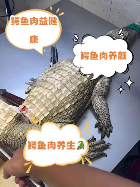 鳄鱼肉的营养价值_鳄鱼肉的副作用-第3张图片-山城妙识