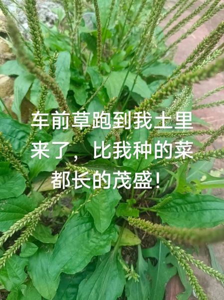 新鲜车前草怎么吃_车前草的家常做法大全-第2张图片-山城妙识