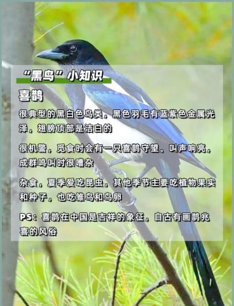 禽类和鸟类的区别_家禽与野鸟如何区分-第2张图片-山城妙识