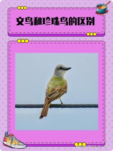 禽类和鸟类的区别_家禽与野鸟如何区分-第3张图片-山城妙识