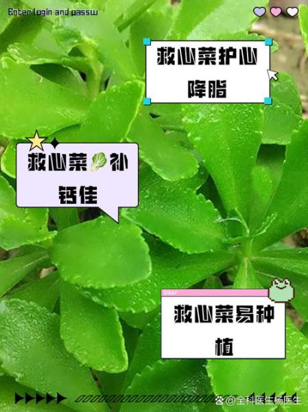 救心菜什么人不能吃_救心菜禁忌人群-第2张图片-山城妙识