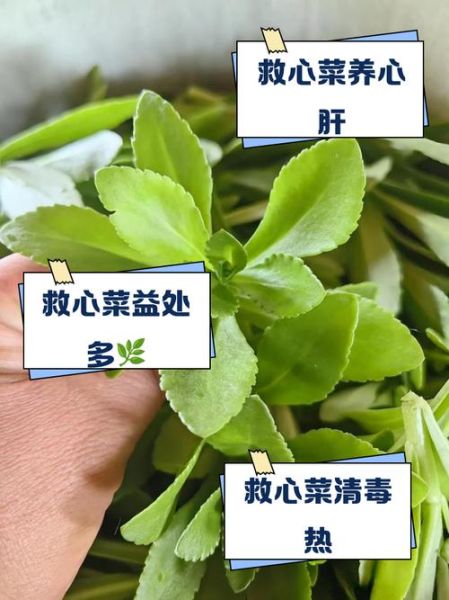 救心菜什么人不能吃_救心菜禁忌人群-第3张图片-山城妙识