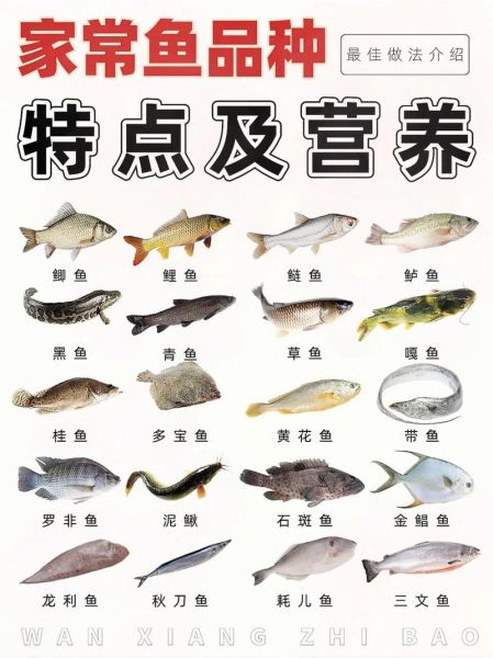 鱼的种类有哪些图片_如何快速识别常见淡水鱼-第2张图片-山城妙识