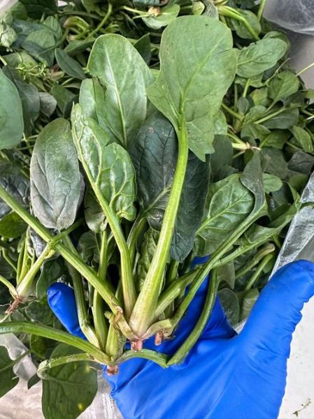 红根菠菜补血效果好吗_红根菠菜怎么吃最营养-第1张图片-山城妙识