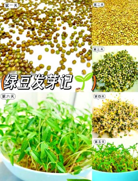 生绿豆芽怎么发最快_生绿豆芽图片步骤详解-第2张图片-山城妙识