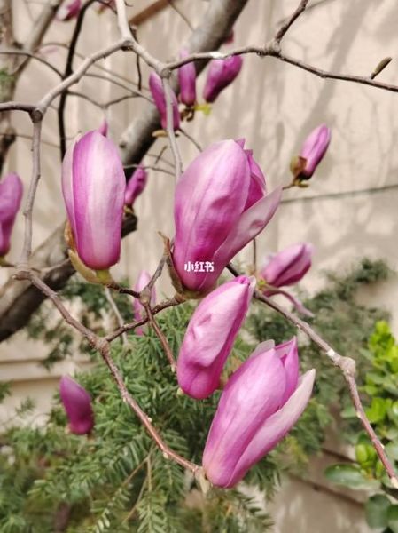 龙抄手和馄饨的区别_哪个更好吃-第3张图片-山城妙识