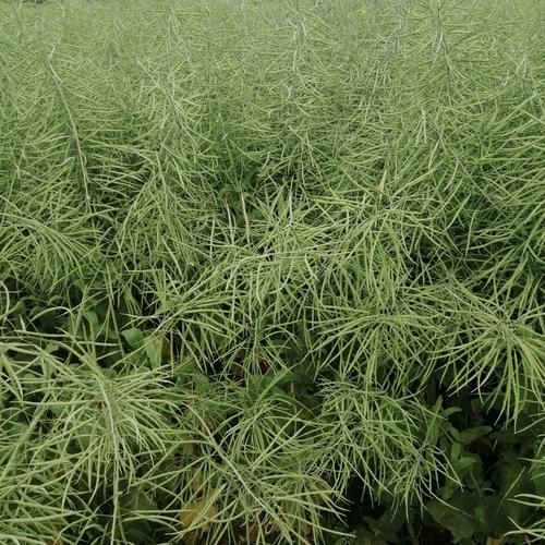 菜籽图片大全_如何识别不同品种-第1张图片-山城妙识