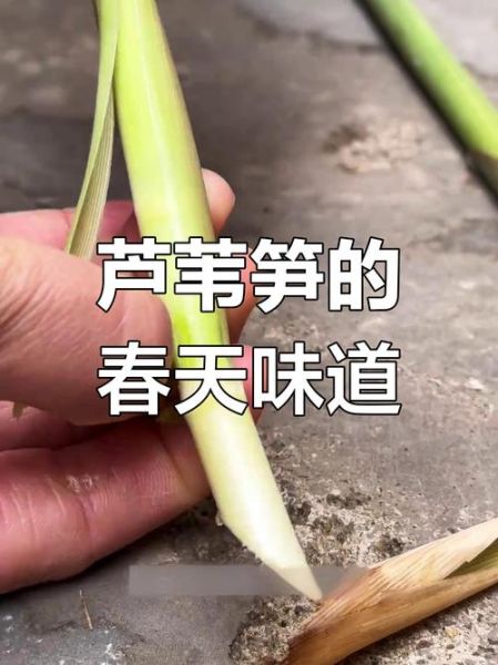 芦苇笋的功效与作用_芦苇笋怎么吃最健康-第2张图片-山城妙识