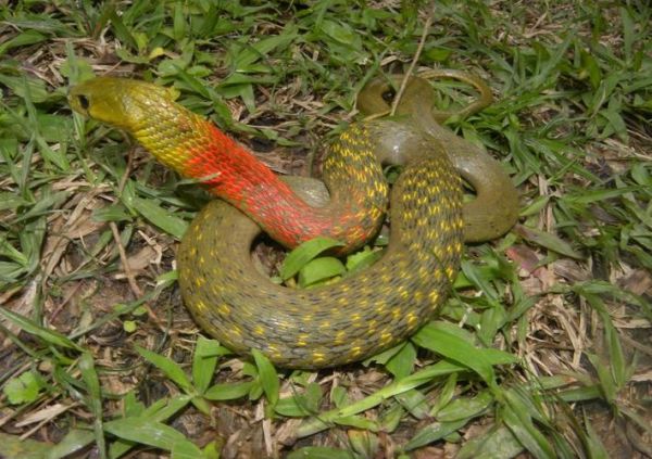 野鸡脖子蛇有毒吗_被咬后怎么处理-第1张图片-山城妙识