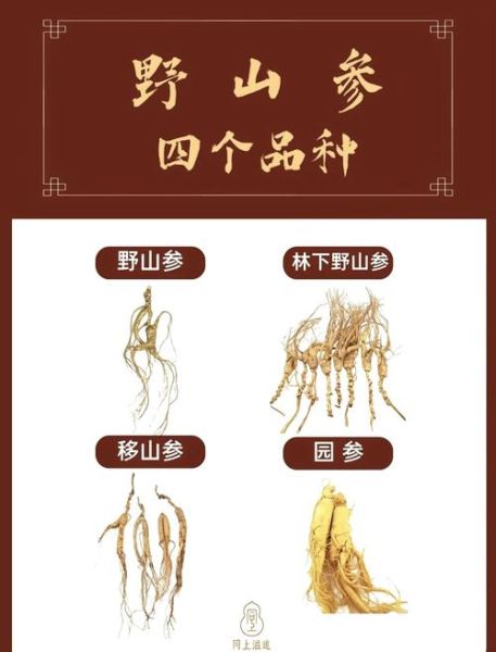 千年人参图片真假辨别_野生千年人参长什么样-第1张图片-山城妙识