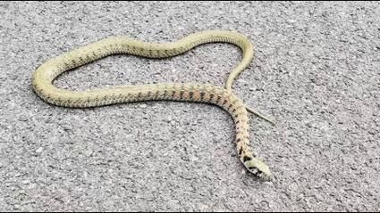 野鸡脖子蛇有毒吗_被咬后怎么处理-第3张图片-山城妙识