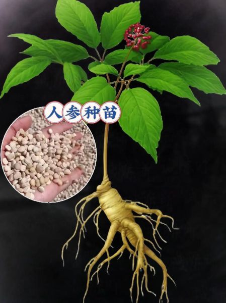 千年人参图片真假辨别_野生千年人参长什么样-第3张图片-山城妙识