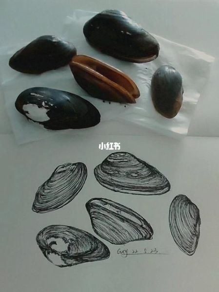 河蚌卡通图片怎么画_河蚌简笔画教程-第2张图片-山城妙识