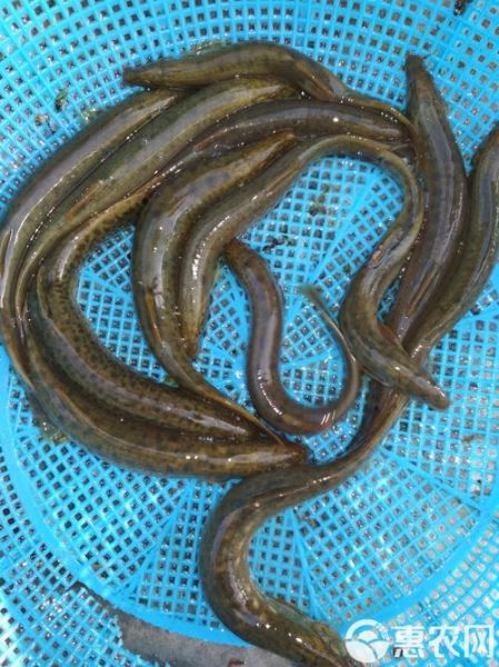 泥鳅市场价多少钱一斤_泥鳅价格行情2024-第3张图片-山城妙识