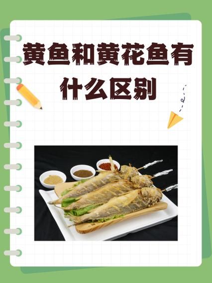 野生大黄鱼和养殖的区别_怎么分辨野生大黄鱼-第2张图片-山城妙识 野生大黄鱼和养殖的区别_怎么分辨野生大黄鱼-第2张图片-山城妙识