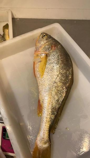 野生大黄鱼和养殖的区别_怎么分辨野生大黄鱼-第3张图片-山城妙识 野生大黄鱼和养殖的区别_怎么分辨野生大黄鱼-第3张图片-山城妙识