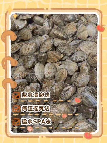 花甲怎么处理干净_花甲怎么吐沙最快-第3张图片-山城妙识