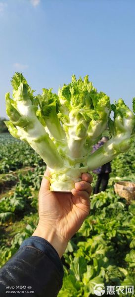 元菜是什么菜_元菜图片长什么样-第3张图片-山城妙识