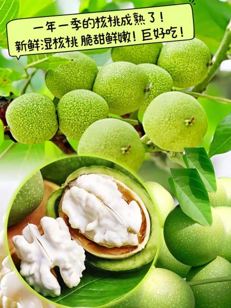 新鲜核桃的功效与作用_新鲜核桃一天吃几个最好-第3张图片-山城妙识