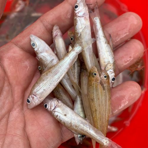 冰冻沙丁鱼怎么做好吃_冰冻沙丁鱼的家常做法-第3张图片-山城妙识 冰冻沙丁鱼怎么做好吃_冰冻沙丁鱼的家常做法-第3张图片-山城妙识