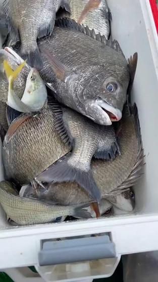 黑鲷鱼怎么钓_黑鲷鱼吃什么饵料-第2张图片-山城妙识