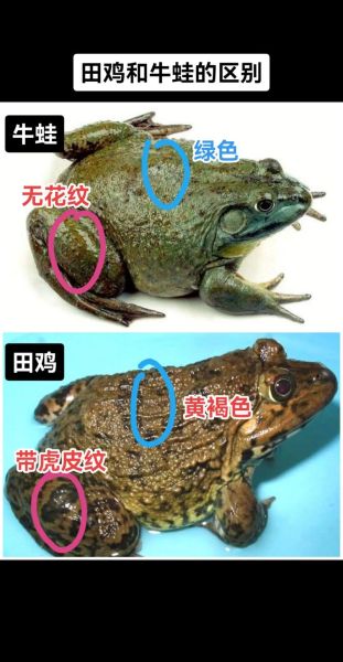 田鸡是国家保护动物吗_田鸡和青蛙的区别-第1张图片-山城妙识