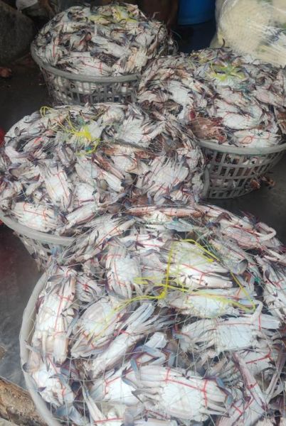 梭子蟹多少钱一斤2021_2021年梭子蟹价格走势-第1张图片-山城妙识