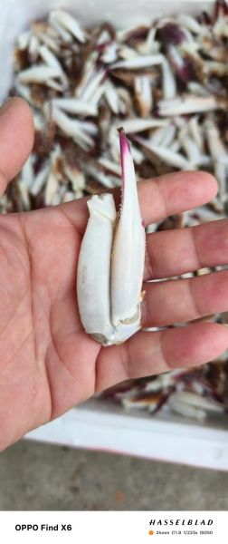 梭子蟹多少钱一斤2021_2021年梭子蟹价格走势-第3张图片-山城妙识