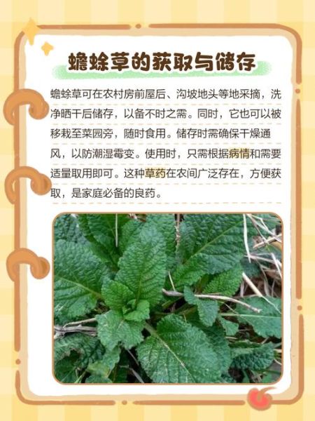 蛤蟆草泡水喝的禁忌_哪些人不能喝-第1张图片-山城妙识