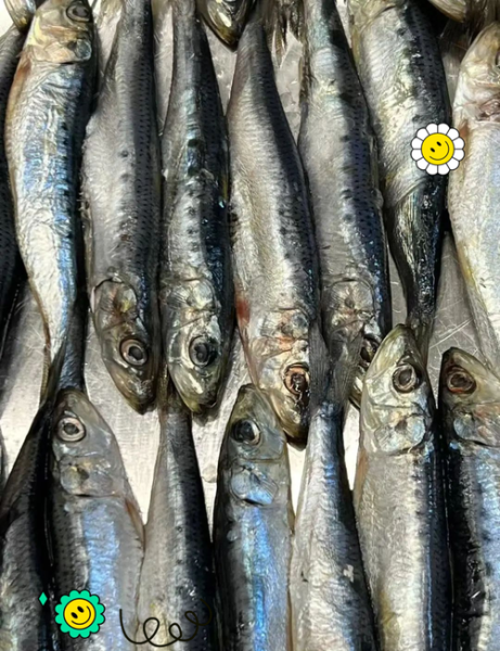 什么人不能吃沙丁鱼_痛风患者能吃吗-第2张图片-山城妙识