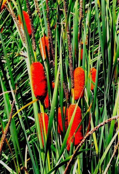蒲菜野生长什么样_蒲菜和香蒲区别-第3张图片-山城妙识