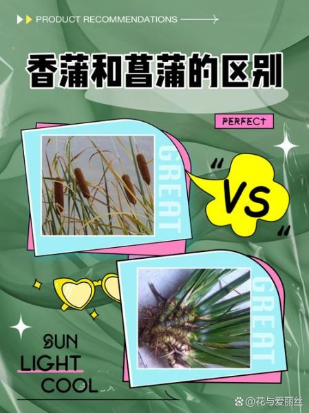 蒲菜野生长什么样_蒲菜和香蒲区别-第2张图片-山城妙识