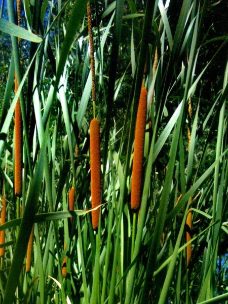 蒲菜野生长什么样_蒲菜和香蒲区别-第1张图片-山城妙识