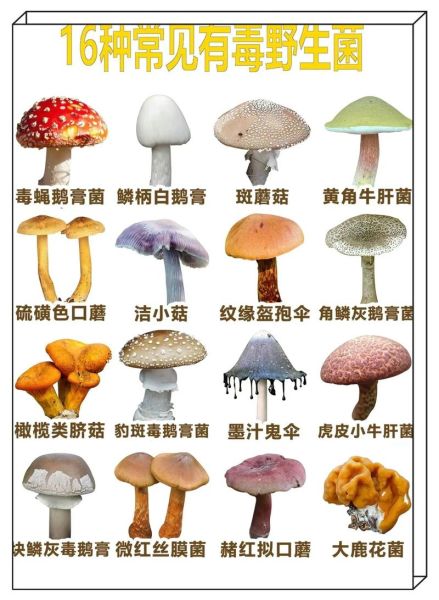 东北蘑菇种类有哪些_如何区分可食用与毒蘑菇-第2张图片-山城妙识