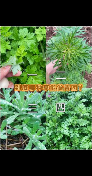 青团子有几种草可以做_青团子用什么草最香-第1张图片-山城妙识
