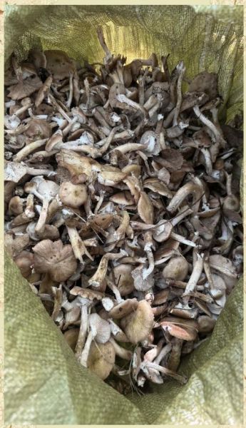 榛蘑和滑子蘑的区别_哪个更好吃-第2张图片-山城妙识