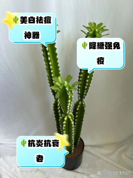 吃仙人掌有什么好处_仙人掌营养价值高吗-第1张图片-山城妙识