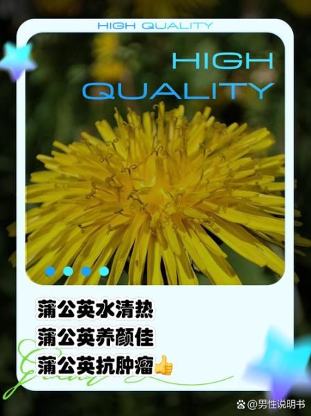 蒲公英的功效与作用_蒲公英怎么泡水喝-第3张图片-山城妙识