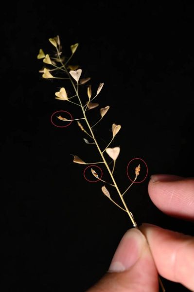 荠菜种子怎么保存_荠菜种子图片识别技巧-第1张图片-山城妙识 荠菜种子怎么保存_荠菜种子图片识别技巧-第1张图片-山城妙识