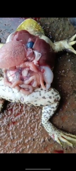 青蛙养殖加盟赚钱吗_青蛙养殖加盟成本多少-第2张图片-山城妙识