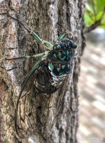 知了飞进家要发大财_真的吗-第3张图片-山城妙识