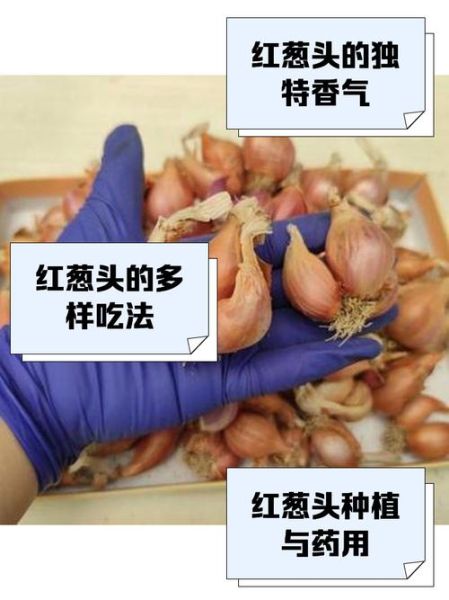 红葱头怎么保存_红葱头与洋葱区别-第1张图片-山城妙识