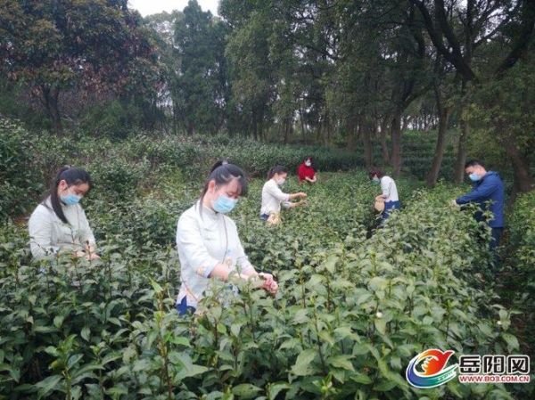 君山银针产地在哪里_君山银针核心产区有哪些-第2张图片-山城妙识